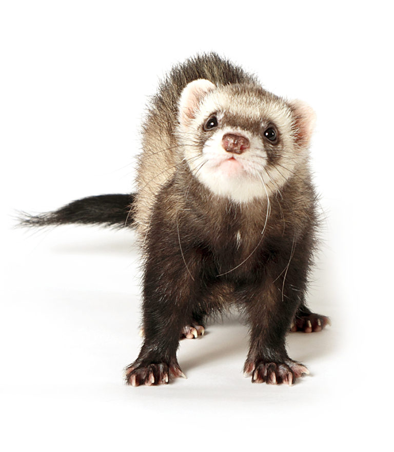 Présentation - Club Français des Amateurs du Furet