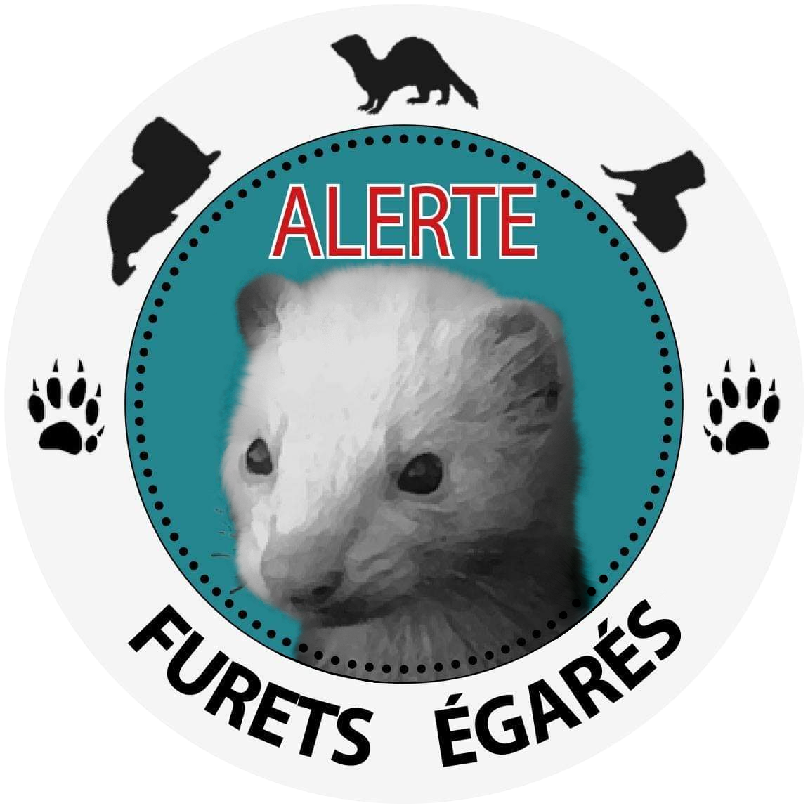 Symptômes Classiques du Furet - Club Français des Amateurs du Furet